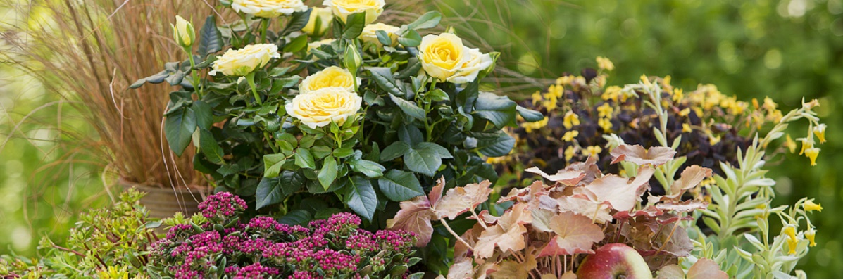 GASA GROUP Germany Webshop