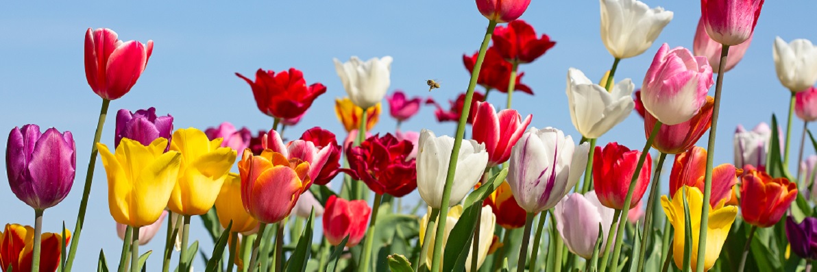 GASA GROUP Germany Webshop